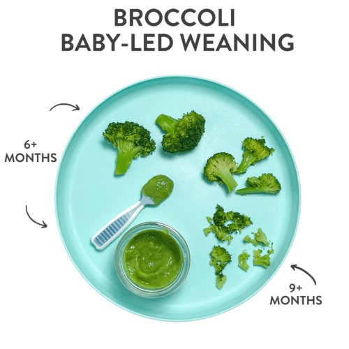 Broccoli for Baby-Led Weaning (6+ months) | Baby Foode